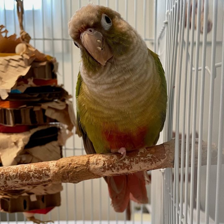 Parrot for adoption - Conure Pair: Pineapple, a Conure in Pittsburgh, PA | Petfinder