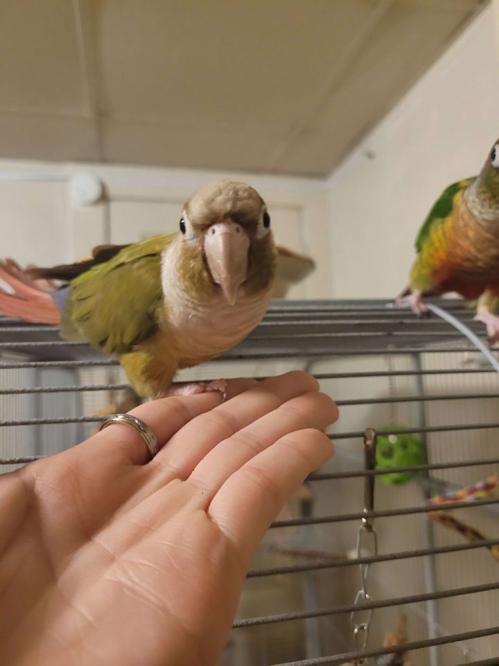 Parrot for adoption - Conure Pair: Pineapple, a Conure in Pittsburgh, PA | Petfinder