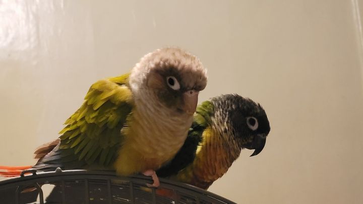 Parrot for adoption - Conure Pair: Pineapple, a Conure in Pittsburgh, PA | Petfinder