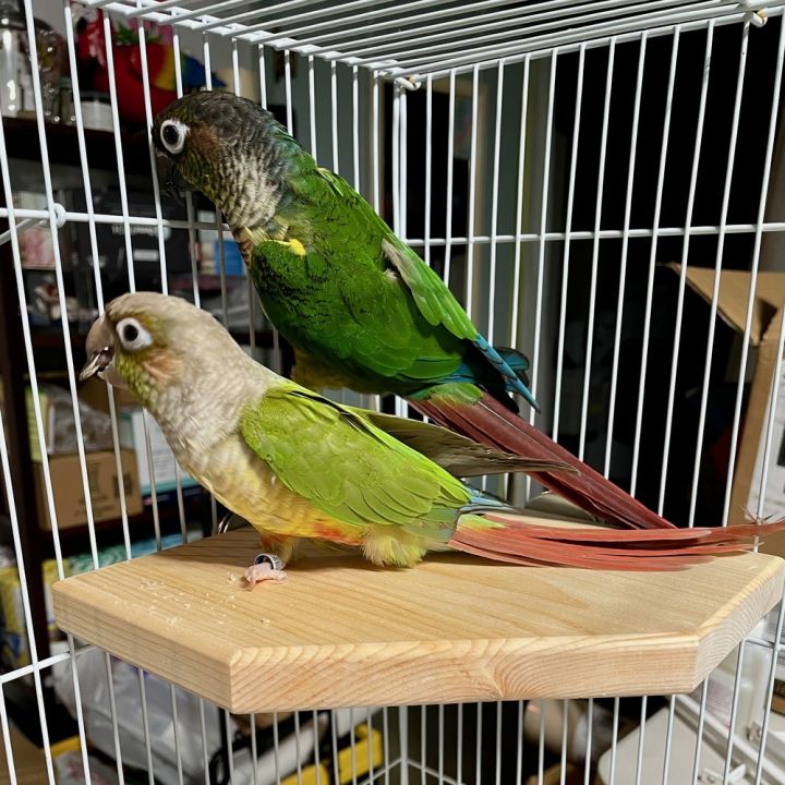 Parrot for adoption - Conure Pair: Pineapple, a Conure in Pittsburgh, PA | Petfinder