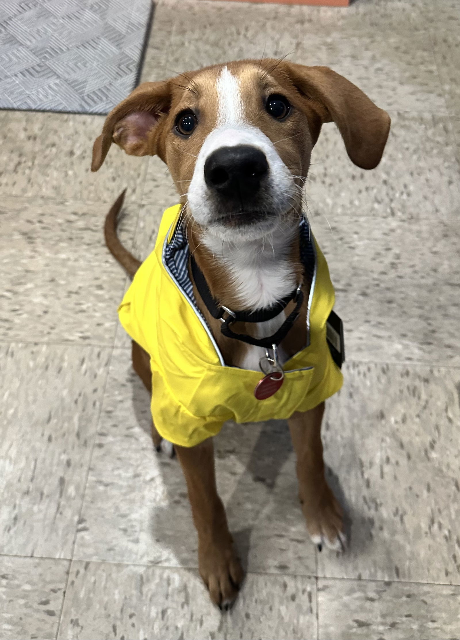 Dog for adoption - Addie Wafer *LOCAL*, a Beagle & Terrier Mix in Wakefield, RI | Petfinder