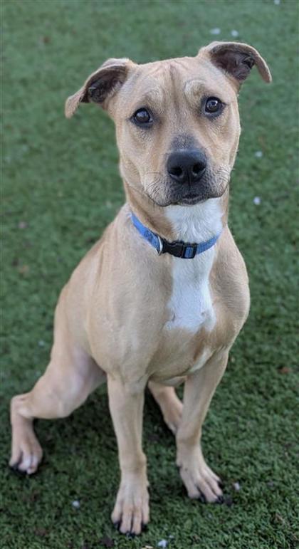 Dog for adoption - Jelly Bean, a Pit Bull Terrier Mix in Hutchinson, KS ...