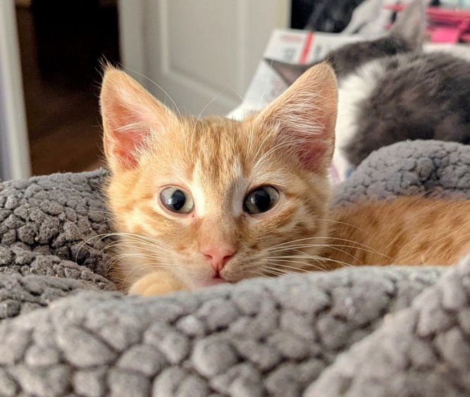 Cat for adoption - Whisker Biscuit, a Domestic Short Hair Mix in Olathe, KS | Petfinder