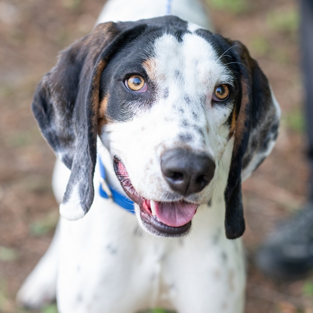 Dog for adoption - SHELDON-28725, a Bluetick Coonhound in Bartlett, TN | Petfinder
