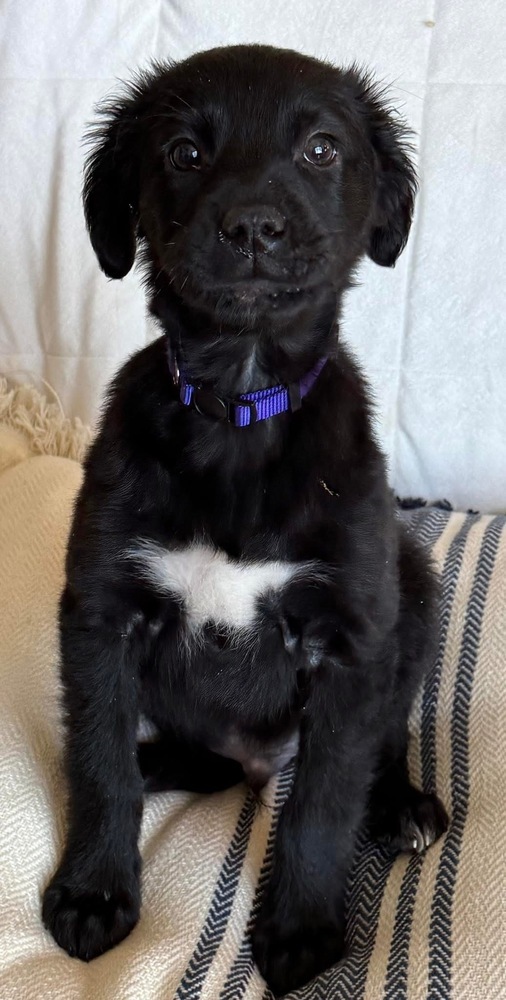 Dog for adoption - Archie Bear, a Labrador Retriever Mix in Aurora, IN | Petfinder