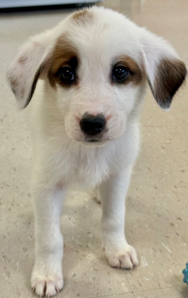 Dog for adoption - Ward, a Labrador Retriever & Australian Cattle Dog / Blue Heeler Mix in ...