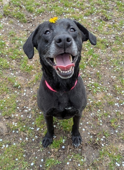 Dog for adoption - Lucky, a Labrador Retriever Mix in Bensalem, PA | Petfinder