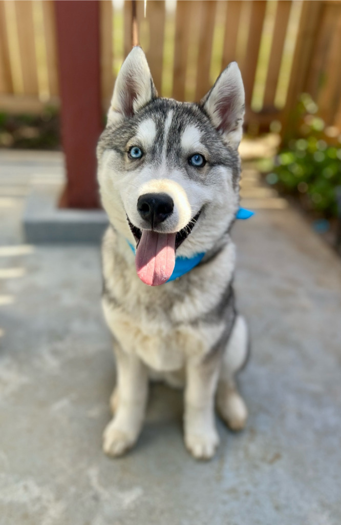Dog for adoption - Wolfie, a Husky in Ellijay, GA | Petfinder