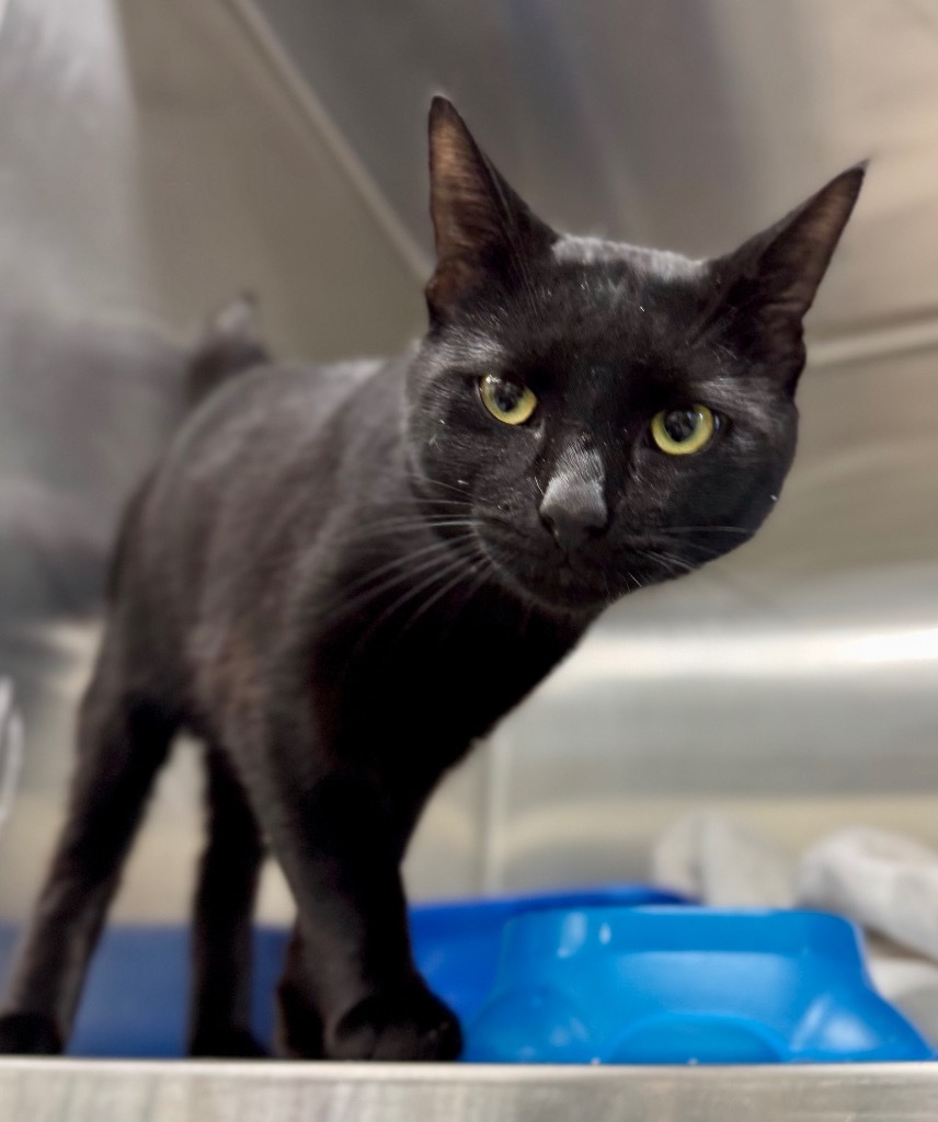 Cat for adoption - Jelly Bean, a Domestic Medium Hair Mix in ...