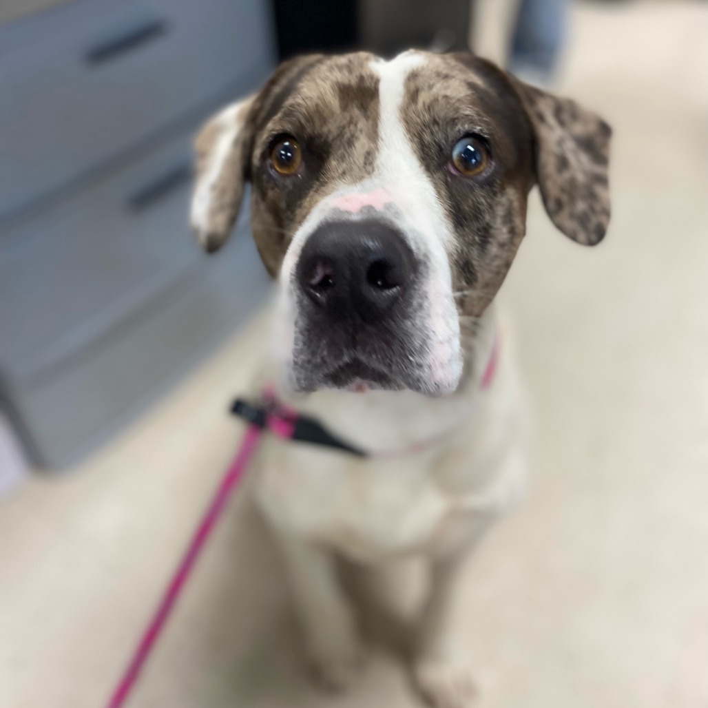 Dog for adoption - Houdini, a Mixed Breed in Caryville, TN | Petfinder