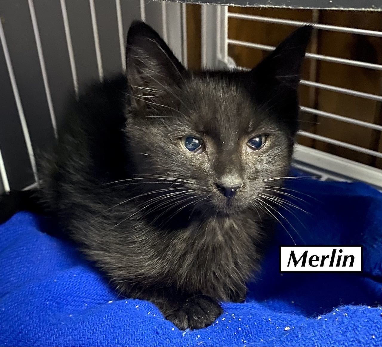 Cat for adoption - Cat-Merlin, a Domestic Medium Hair in GILBERTS, IL ...