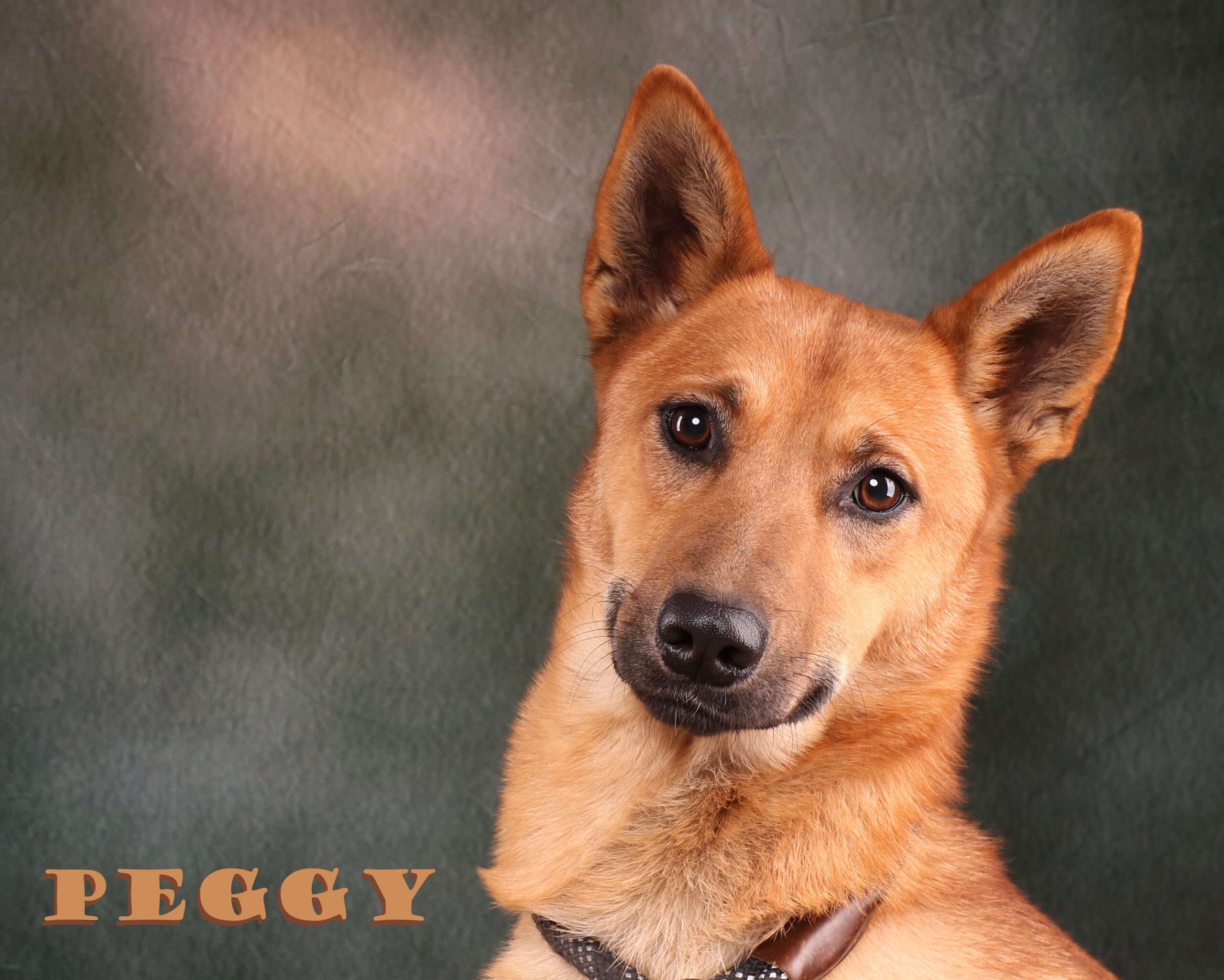 Dog for adoption - Peggy, a Shiba Inu Mix in Bremerton, WA | Petfinder