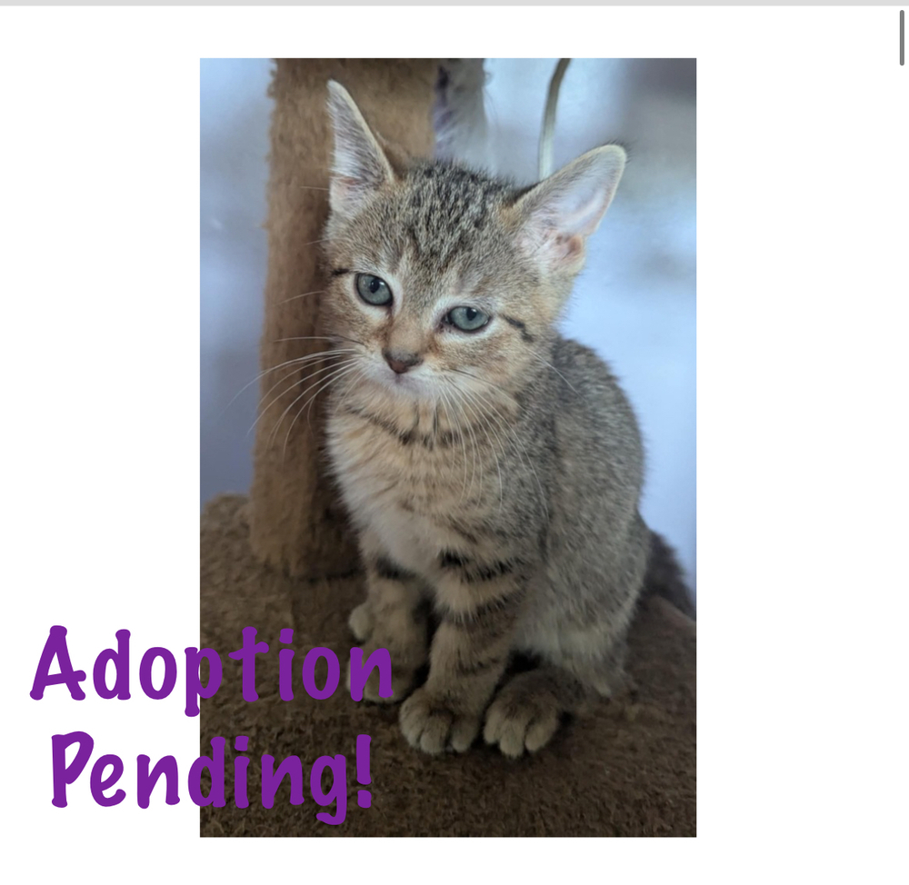 Cat for adoption - Jelly Bean, a Tabby & Domestic Short Hair Mix in ...