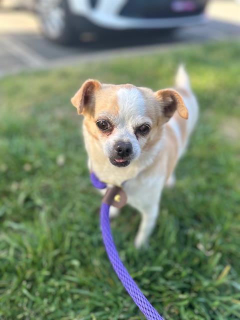Dog for adoption - JELLY BEAN, a Chihuahua in Charlotte, NC | Petfinder