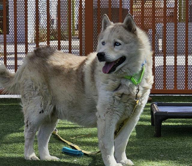 Dog for adoption - LALO, an Alaskan Malamute Mix in Las Vegas, NV | Petfinder