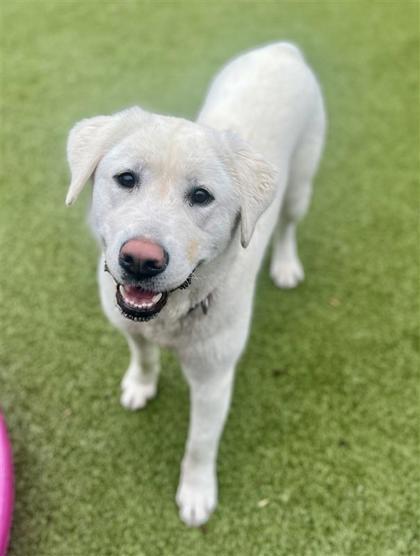 Dog for adoption - Holly, a Labrador Retriever & Great Pyrenees Mix in Hutchinson, KS | Petfinder