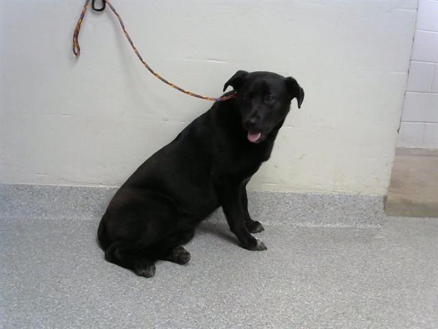 Dog for adoption - AURORA, a Labrador Retriever in Pasadena, TX | Petfinder