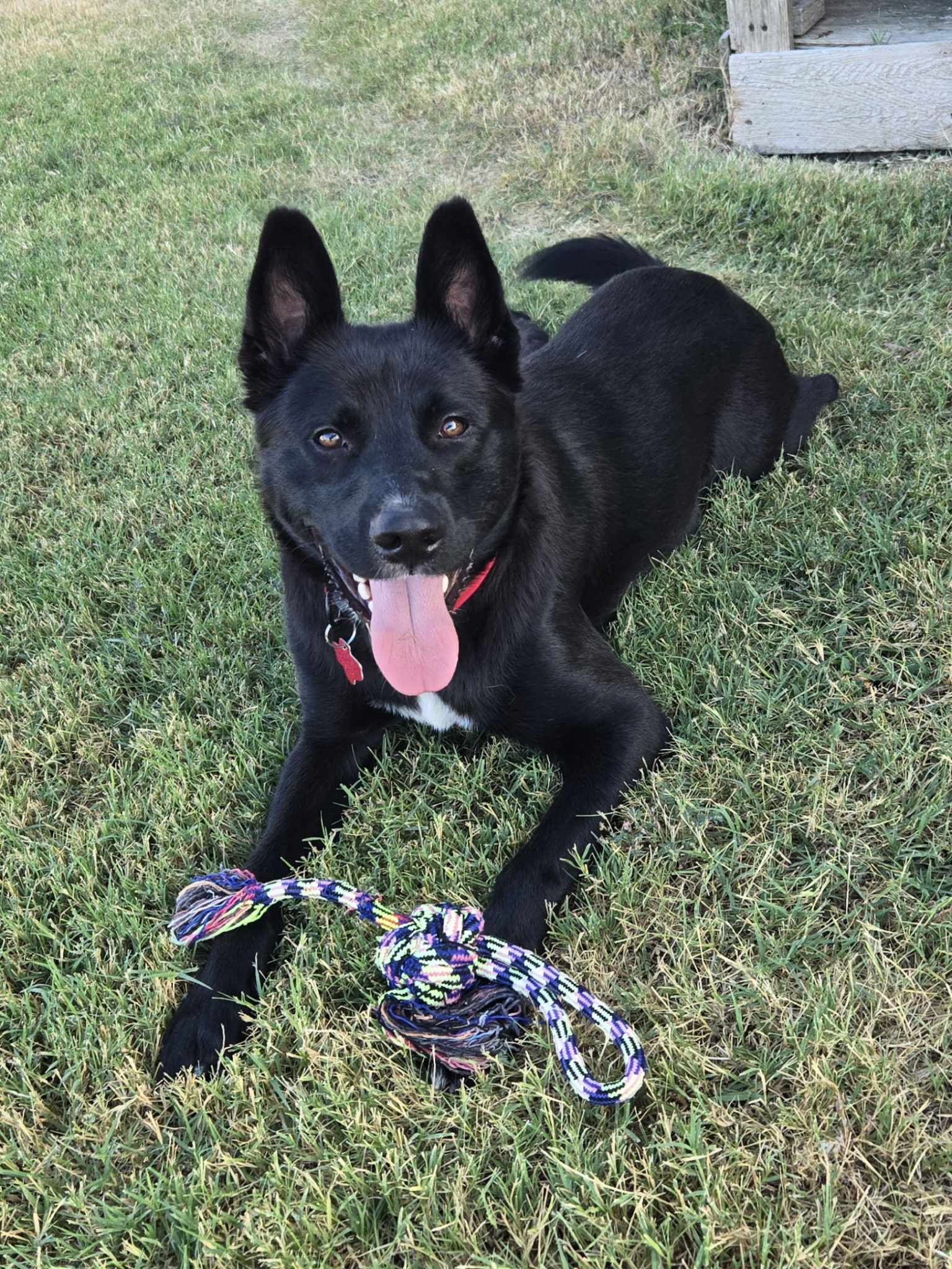 Dog for adoption - Dodge, a Labrador Retriever & Australian Cattle Dog / Blue Heeler Mix in ...