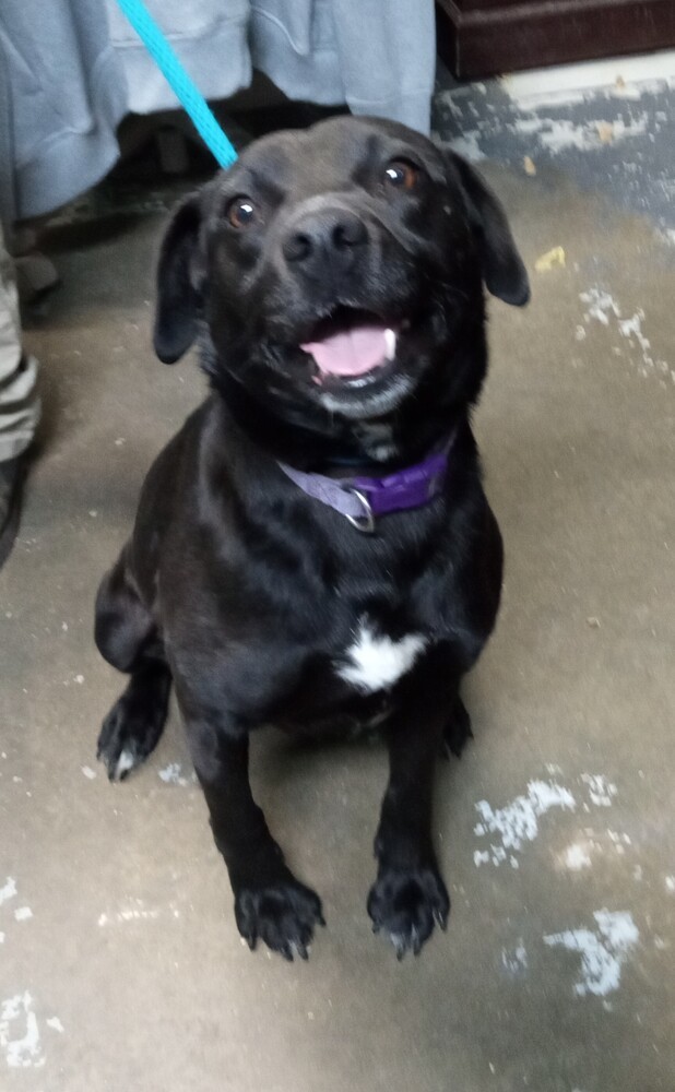 Dog for adoption - Violet #104, a Labrador Retriever Mix in New Lexington, OH | Petfinder