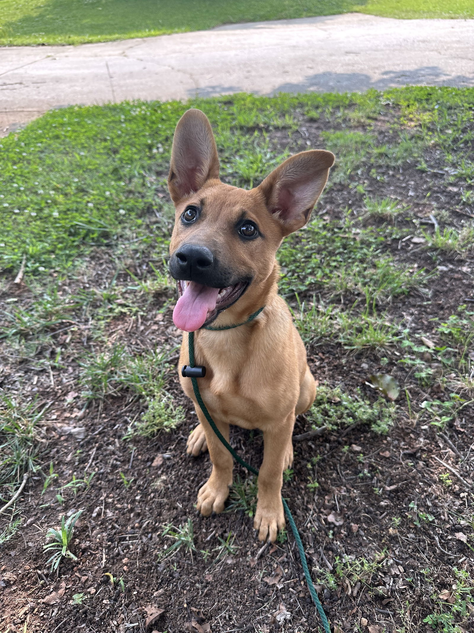 Dog for adoption - Jelly Bean, a Shepherd Mix in Greenville, SC | Petfinder