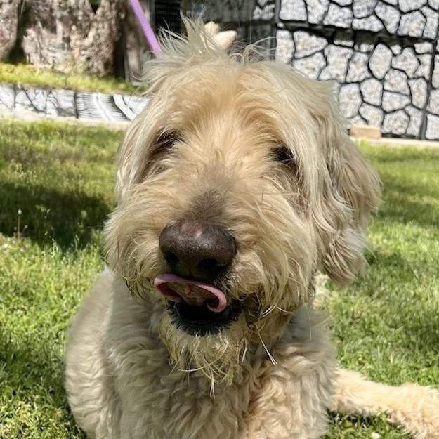 Dog for adoption - Walter Boy, a Poodle & Golden Retriever Mix in Locust Fork, AL | Petfinder