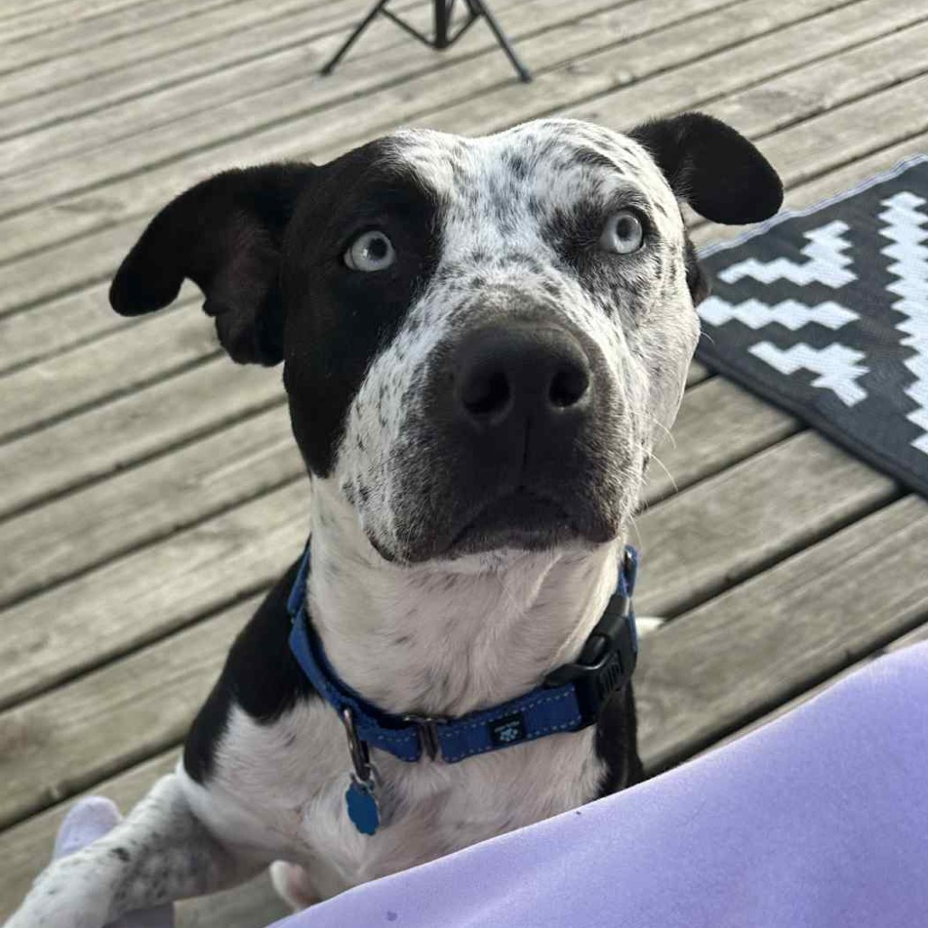 Dog for adoption - Freckles, an Australian Cattle Dog / Blue Heeler Mix in Boone, IA | Petfinder