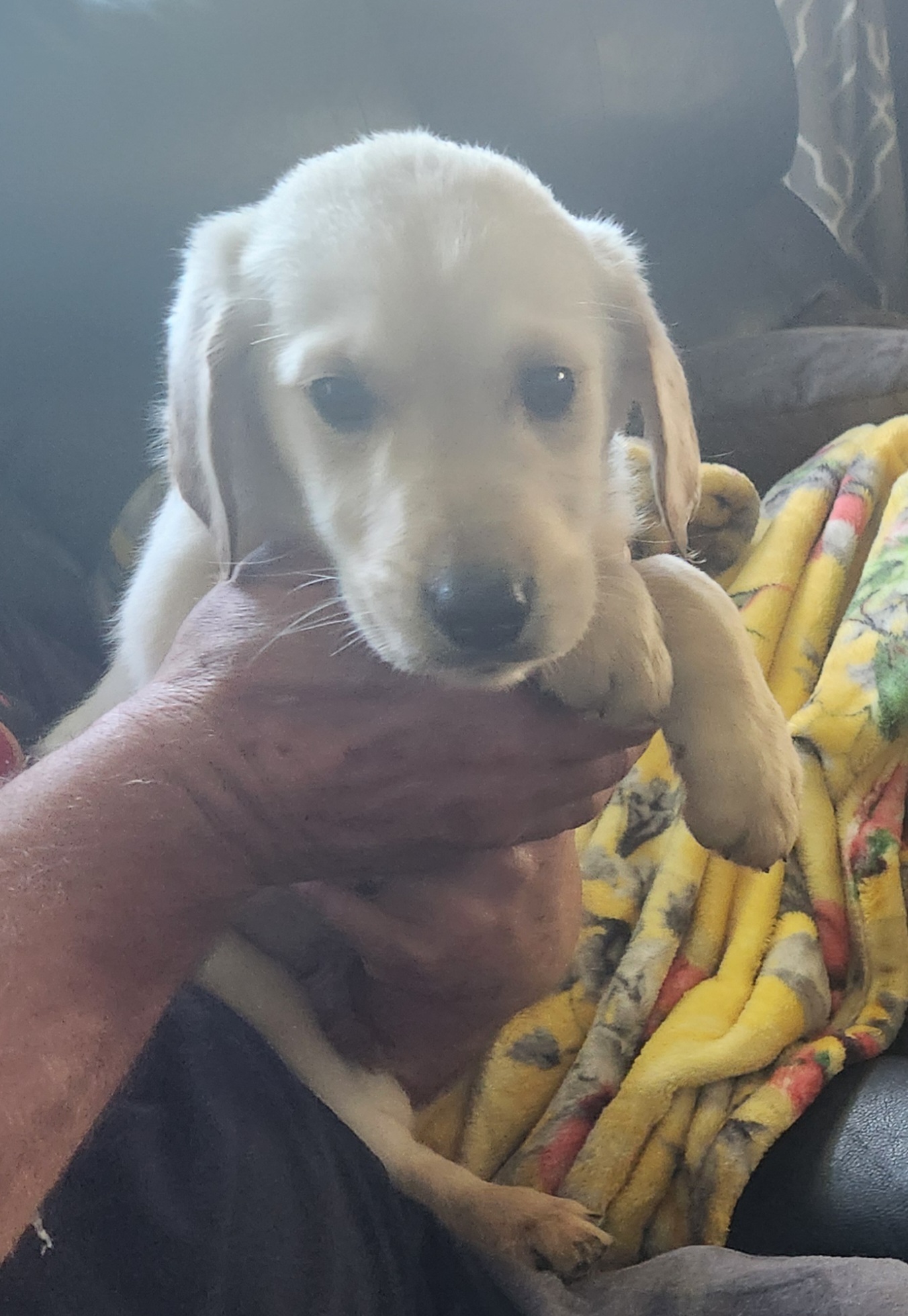 Dog for adoption - Holly #68, a Golden Retriever & Yellow Labrador Retriever Mix in Twin lakes ...