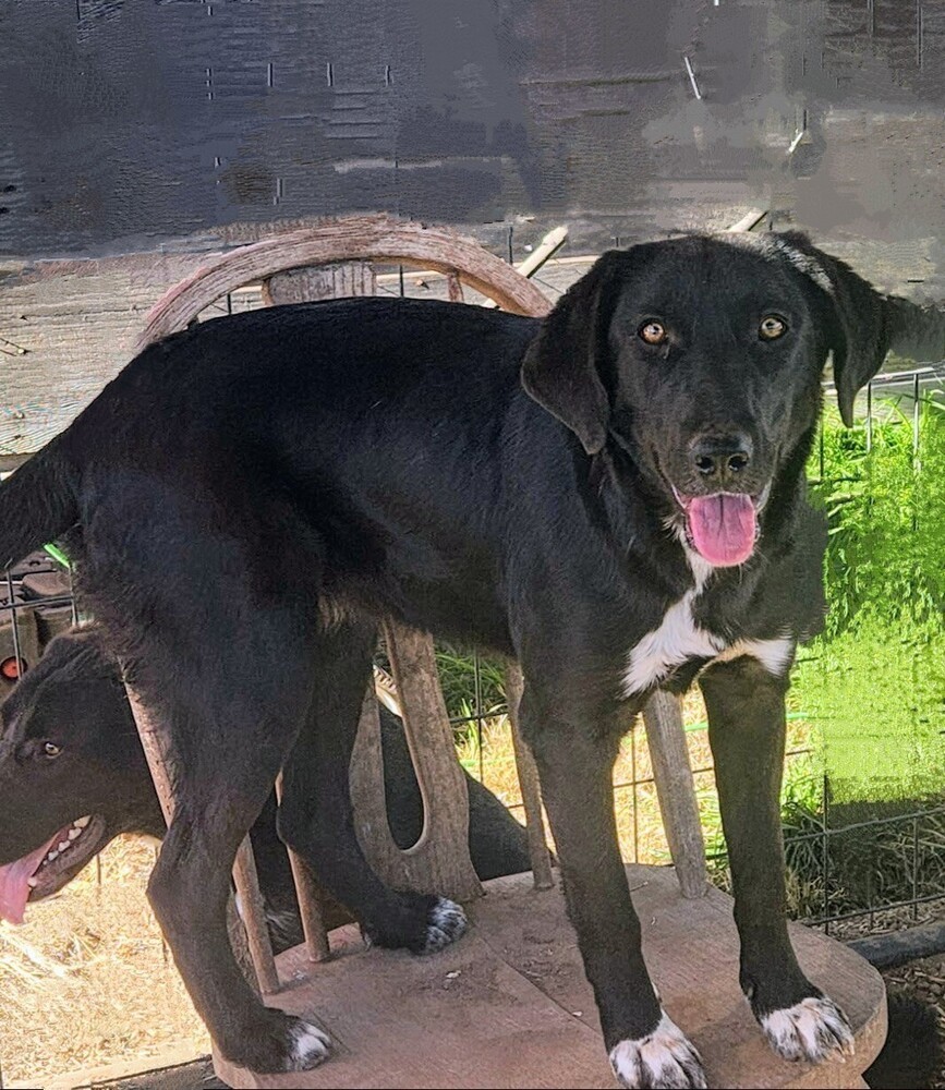 Dog for adoption - Holly, a Labrador Retriever Mix in Evergreen, CO | Petfinder