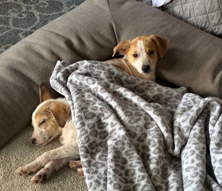 Dog for adoption - Sweet Pea, an Australian Cattle Dog / Blue Heeler ...