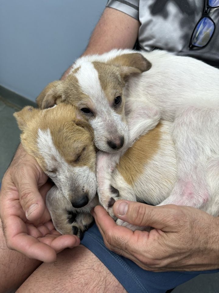 Dog for adoption - Sweet Pea, an Australian Cattle Dog / Blue Heeler ...