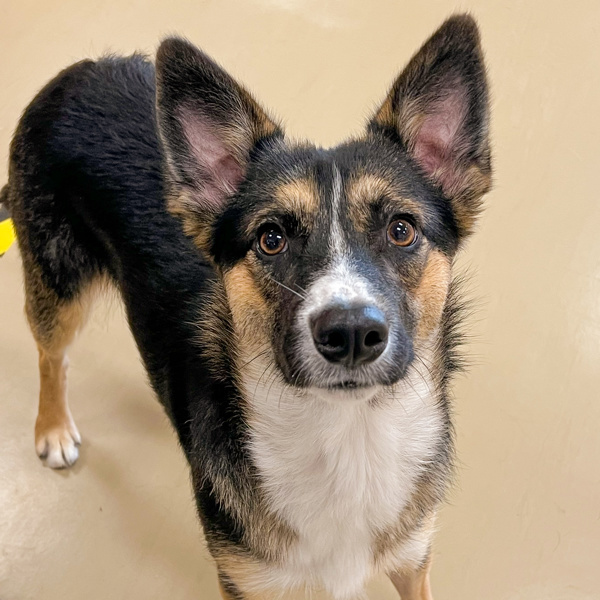 Dog for adoption - Veruca, an Australian Cattle Dog / Blue Heeler Mix in Des Moines, IA | Petfinder
