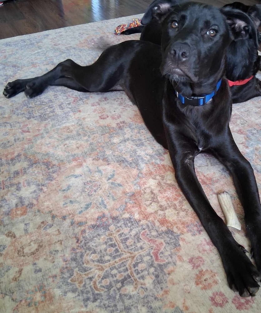 Dog for adoption - HH : Hemi, a Labrador Retriever & Shepherd Mix in Aurora, IN | Petfinder