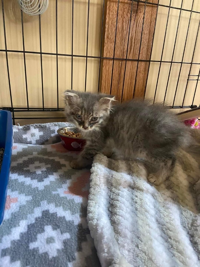 Cat for adoption - Waylon, a Domestic Medium Hair in Rutherfordton, NC | Petfinder