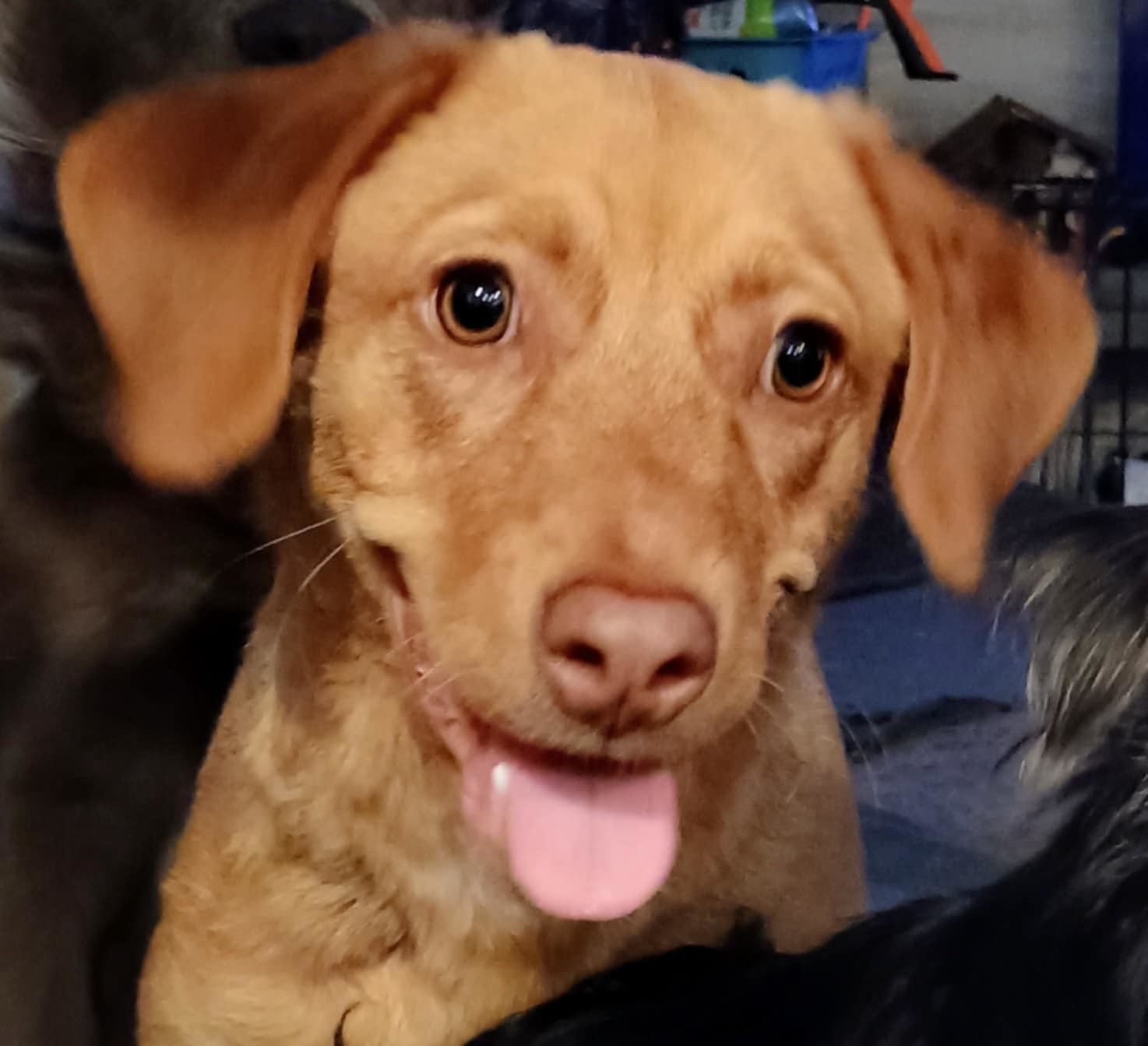 Dog for adoption - SPONSOR ME - Nala - ADOPTION IN PROCESS, a Labrador Retriever Mix in Grafton ...