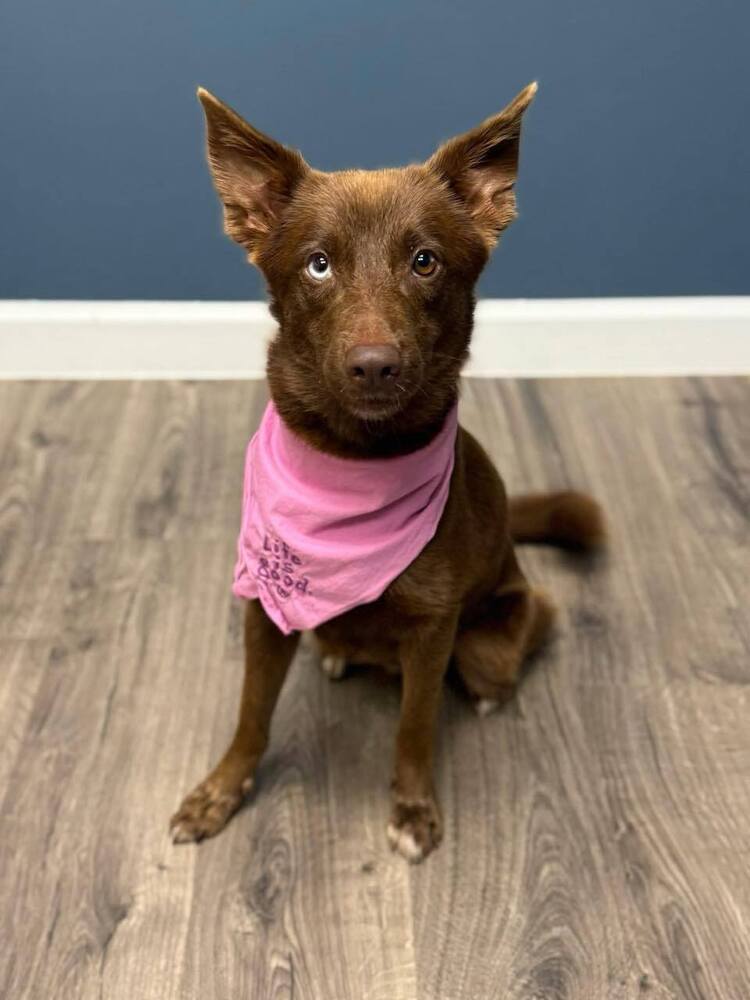 Dog for adoption - Ambessa ***RESCUE CENTER***, a Labrador Retriever Mix in Aurora, CO | Petfinder