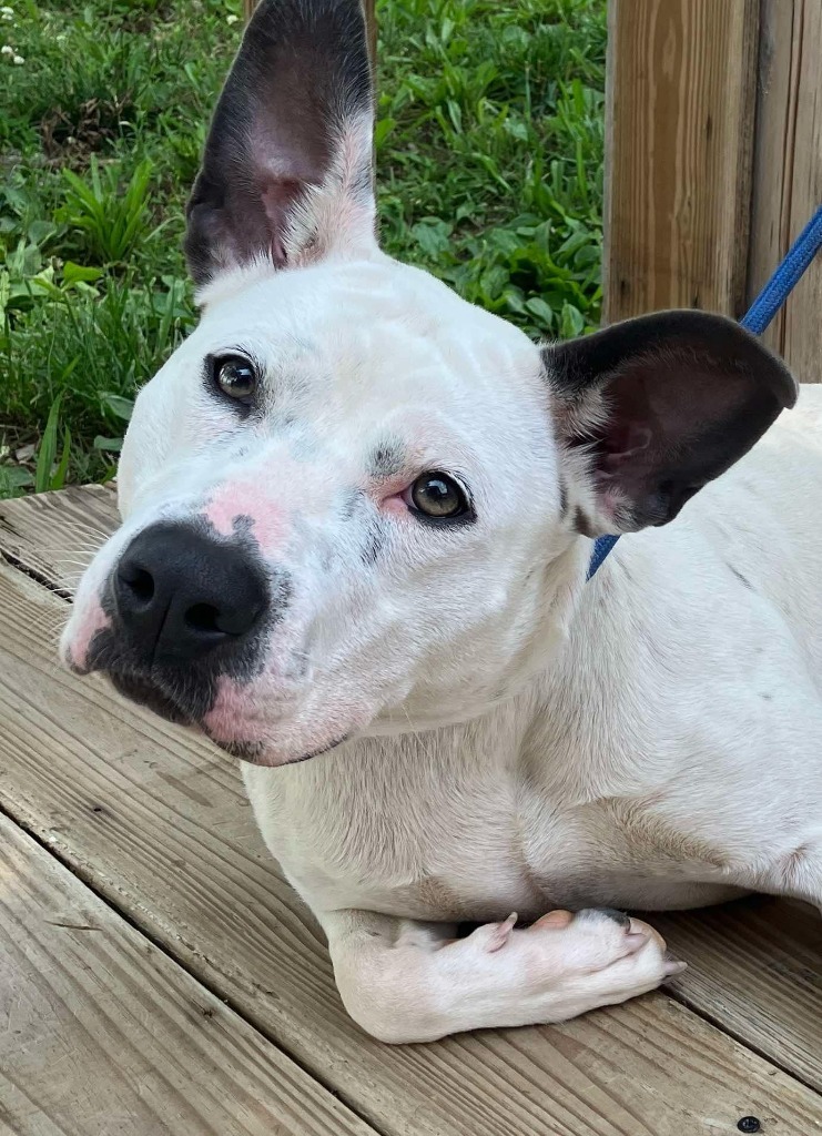 Dog for adoption - Mauwi, a Mixed Breed in Pulaski, TN | Petfinder