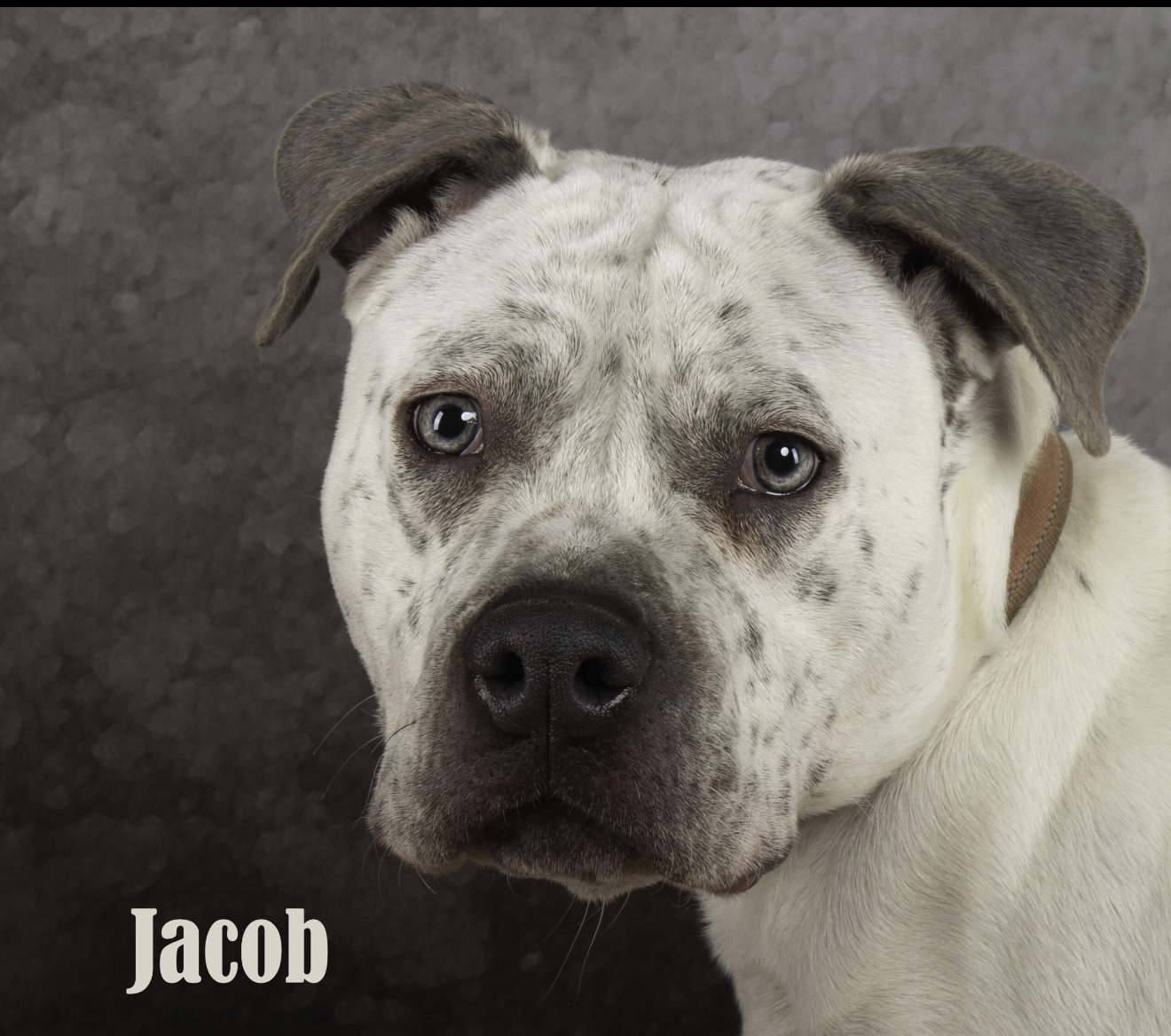 Dog for adoption - Jacob, a Pit Bull Terrier in Bremerton, WA | Petfinder