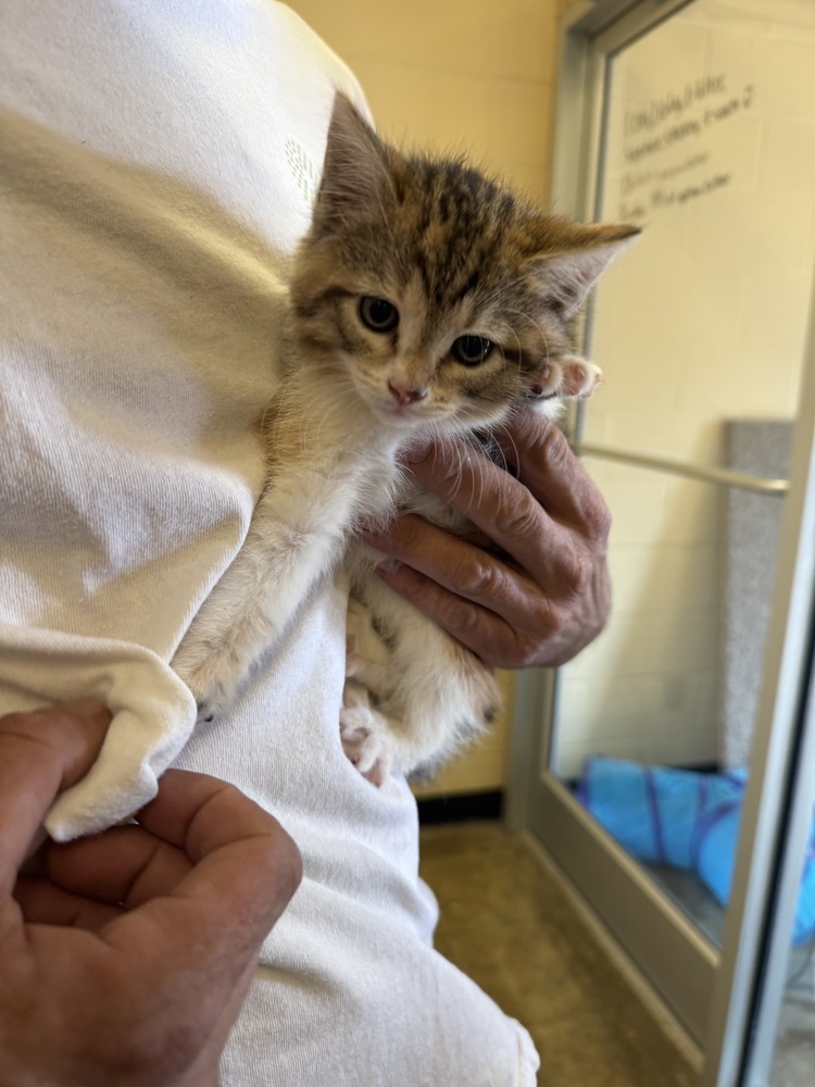 Cat for adoption - Tandy 23C-0142, a Domestic Medium Hair in Corinth, MS | Petfinder