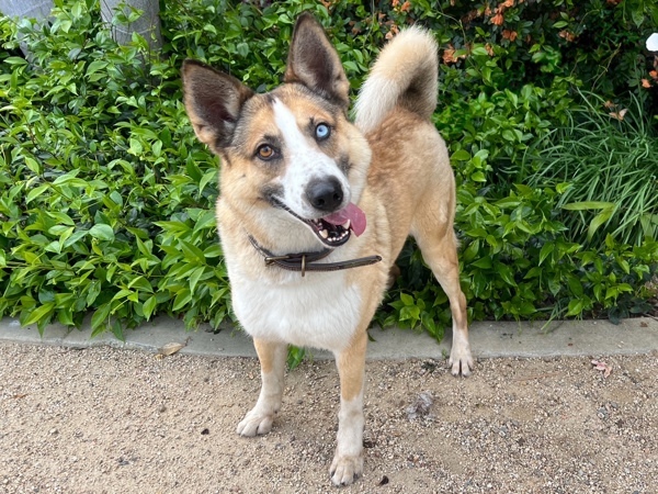 Dog for adoption - Roscoe, a Siberian Husky & Australian Cattle Dog / Blue Heeler Mix in San ...