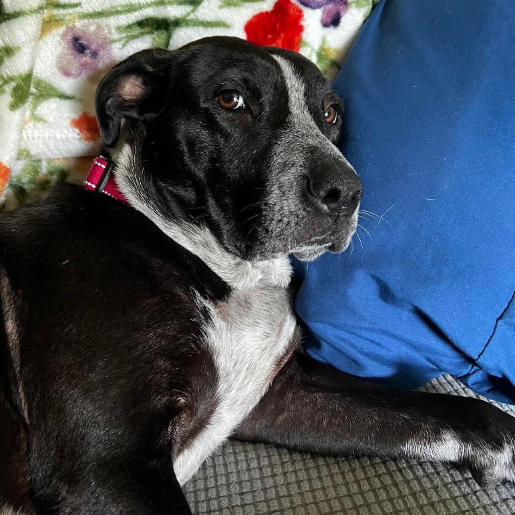 Dog for adoption - Sasha, a Black Labrador Retriever in Enterprise, AL | Petfinder