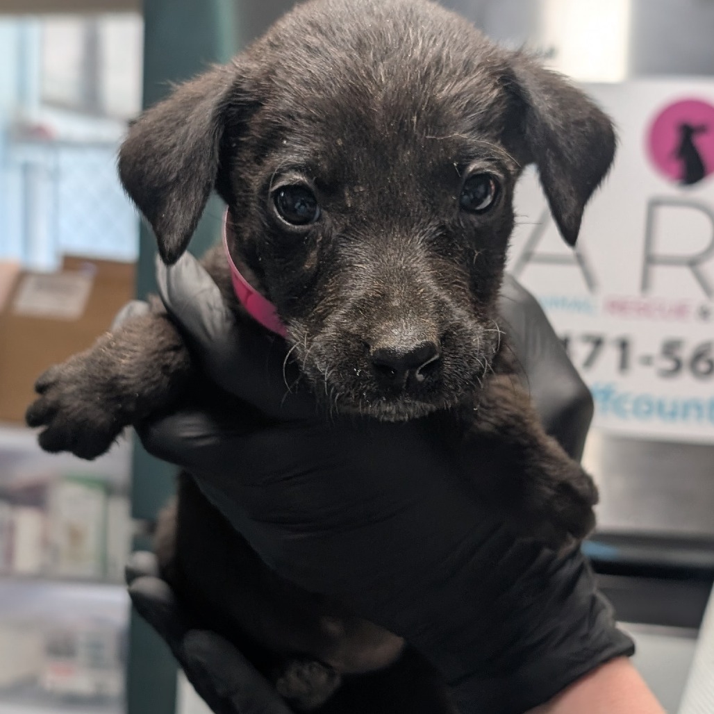 Dog for adoption - #7 Lavender, a Mixed Breed in Jefferson city, TN | Petfinder