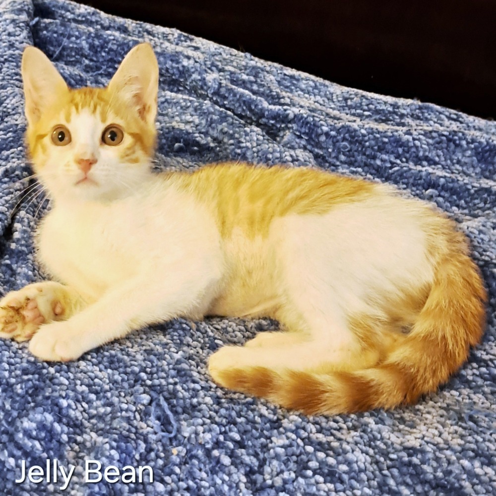 Cat for adoption - Jelly Bean, an American Shorthair in Groveland, MA ...