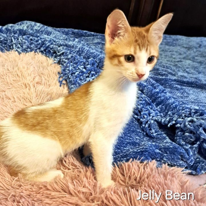 Cat for adoption - Jelly Bean, an American Shorthair in Groveland, MA ...