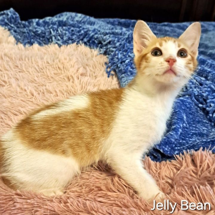 Cat for adoption - Jelly Bean, an American Shorthair in Groveland, MA ...