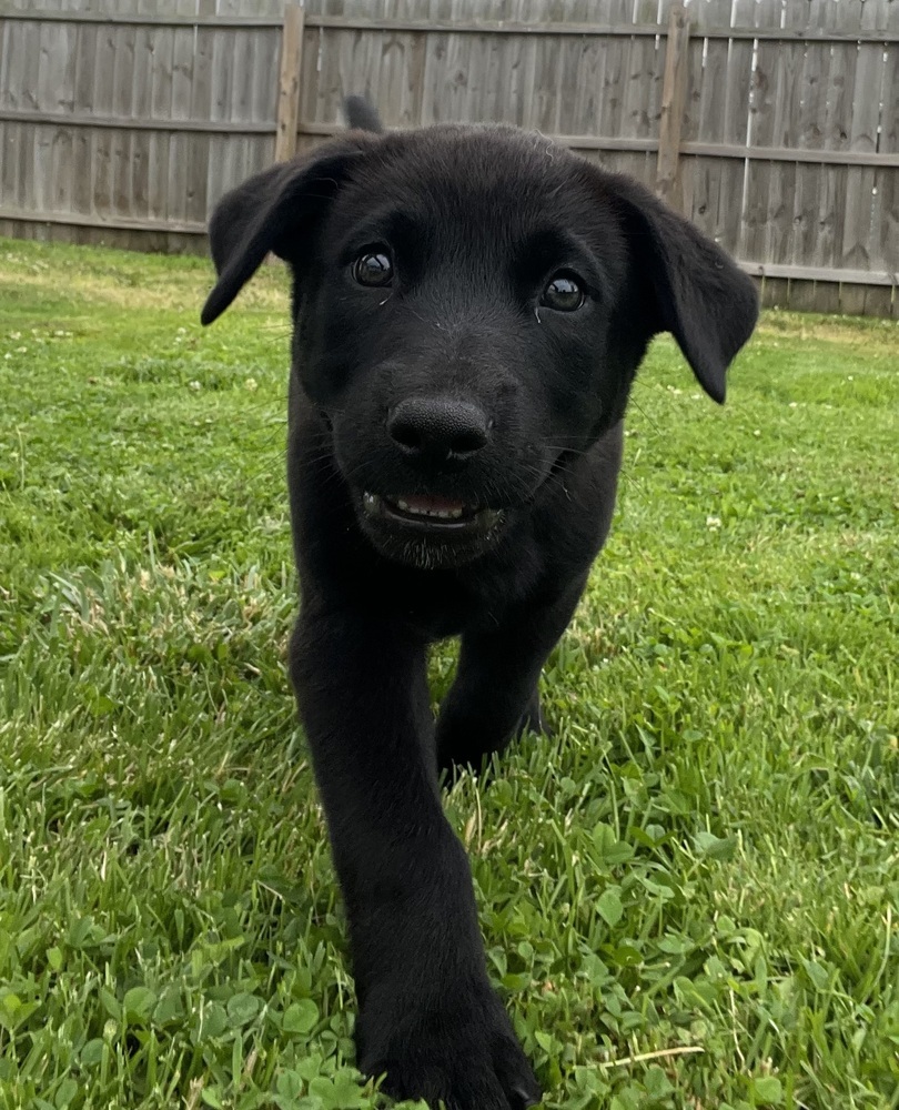 Dog for adoption - Madison LLP : Ally, a Labrador Retriever & Shepherd Mix in Aurora, IN | Petfinder