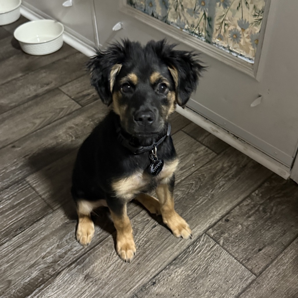 Dog for adoption - Scarlette/Raven, a Mixed Breed in Hohenwald, TN | Petfinder