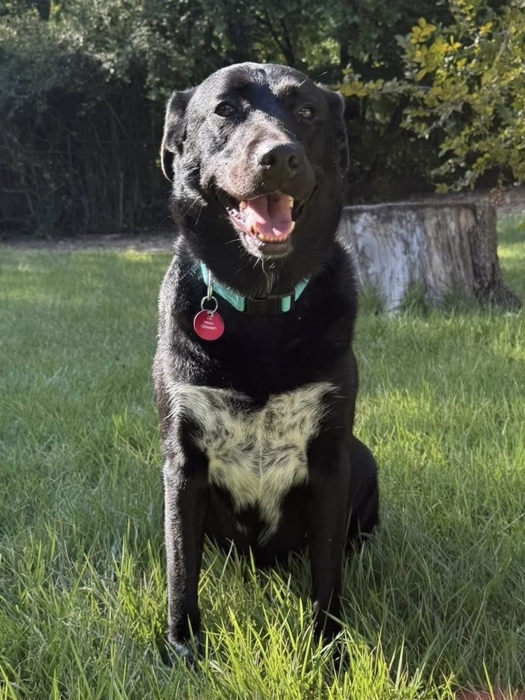 Dog for adoption - 22-112 Rose, a Labrador Retriever & Australian Cattle Dog / Blue Heeler Mix ...