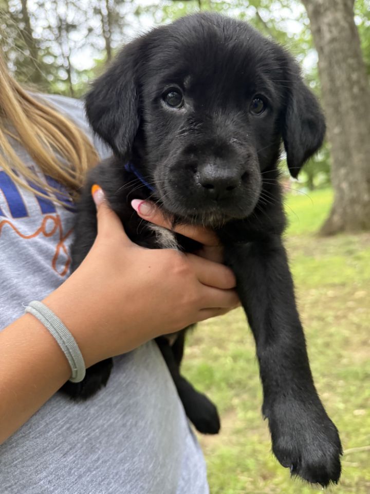 Dog for adoption - Deyla Dawgs : Ellie, a Labrador Retriever & Golden Retriever Mix in Aurora ...