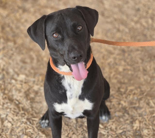 Dog for adoption - JUNE, a Labrador Retriever & Australian Cattle Dog / Blue Heeler Mix in ...
