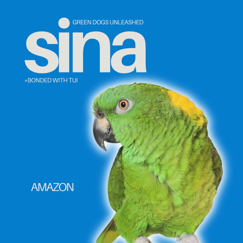 Parrot for adoption - Sina, an Amazon in Troy, VA | Petfinder